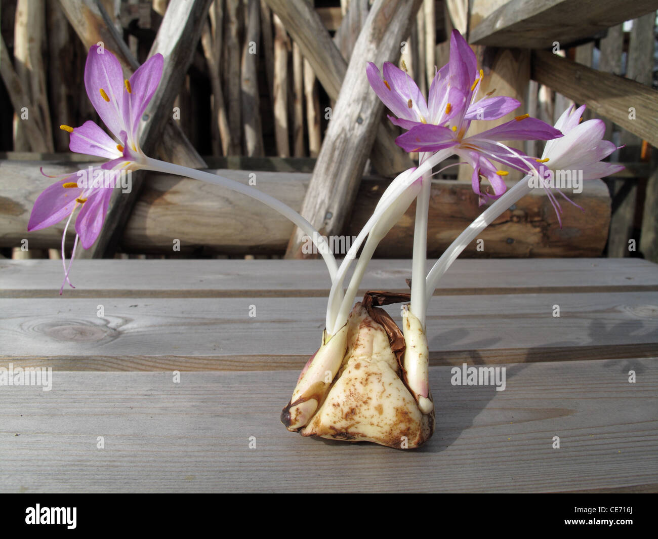 Colchicum autumnale / Meadow saffron . Flowers in autumn from bare ...