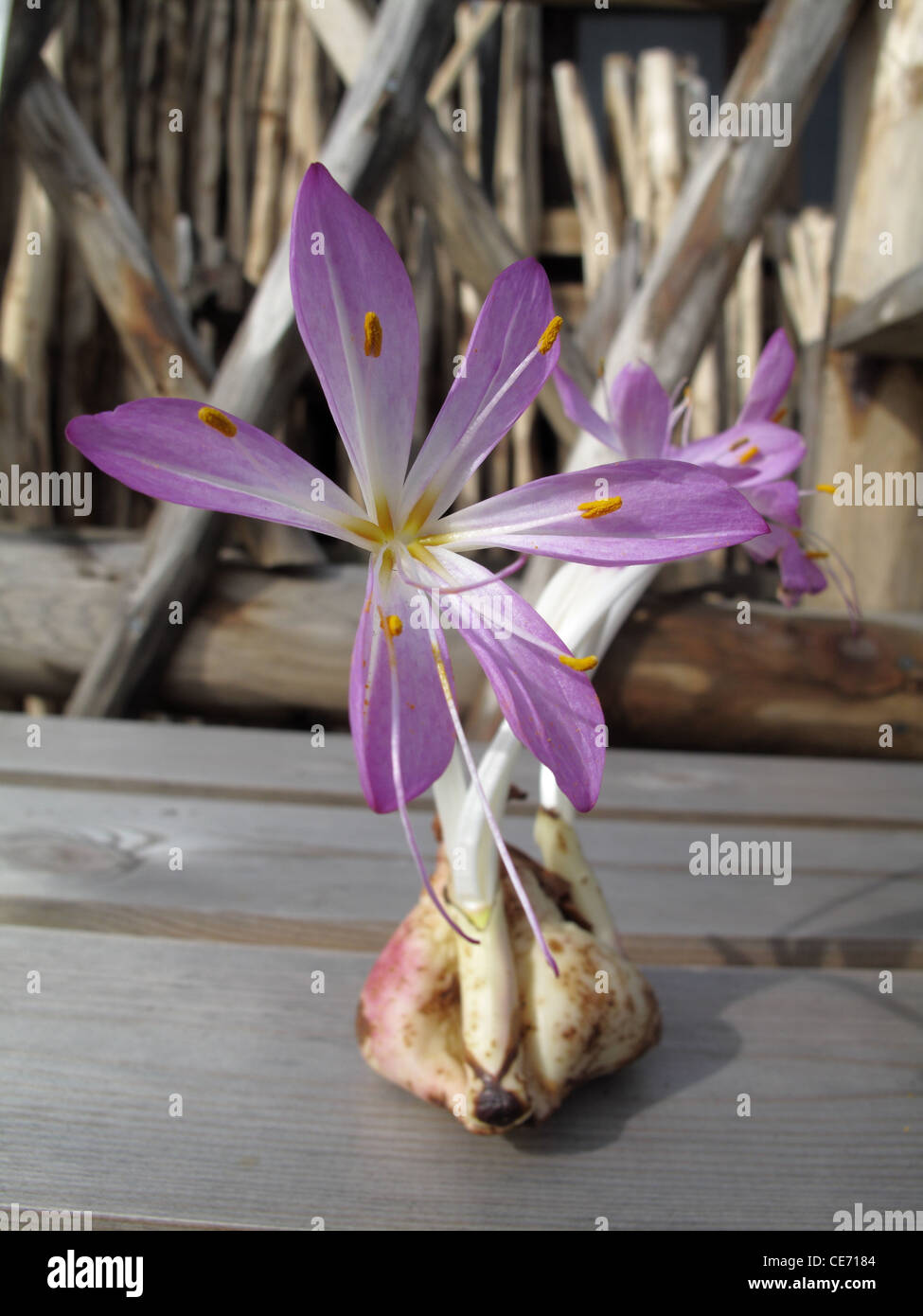 Purple colchicum hi-res stock photography and images - Alamy