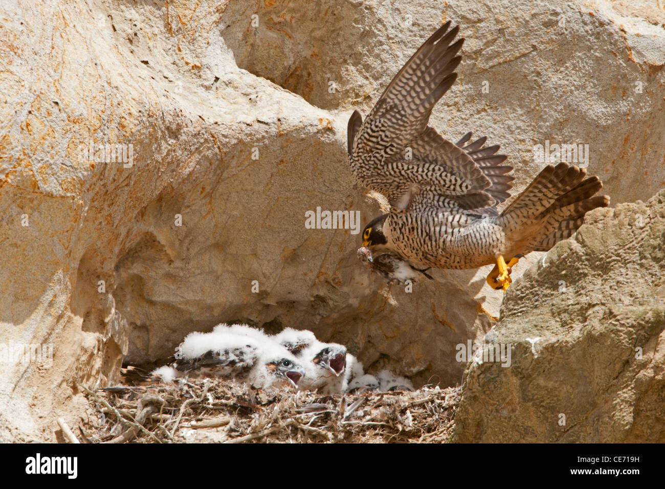 The Falcon Nest High Resolution Stock Photography and Images - Alamy