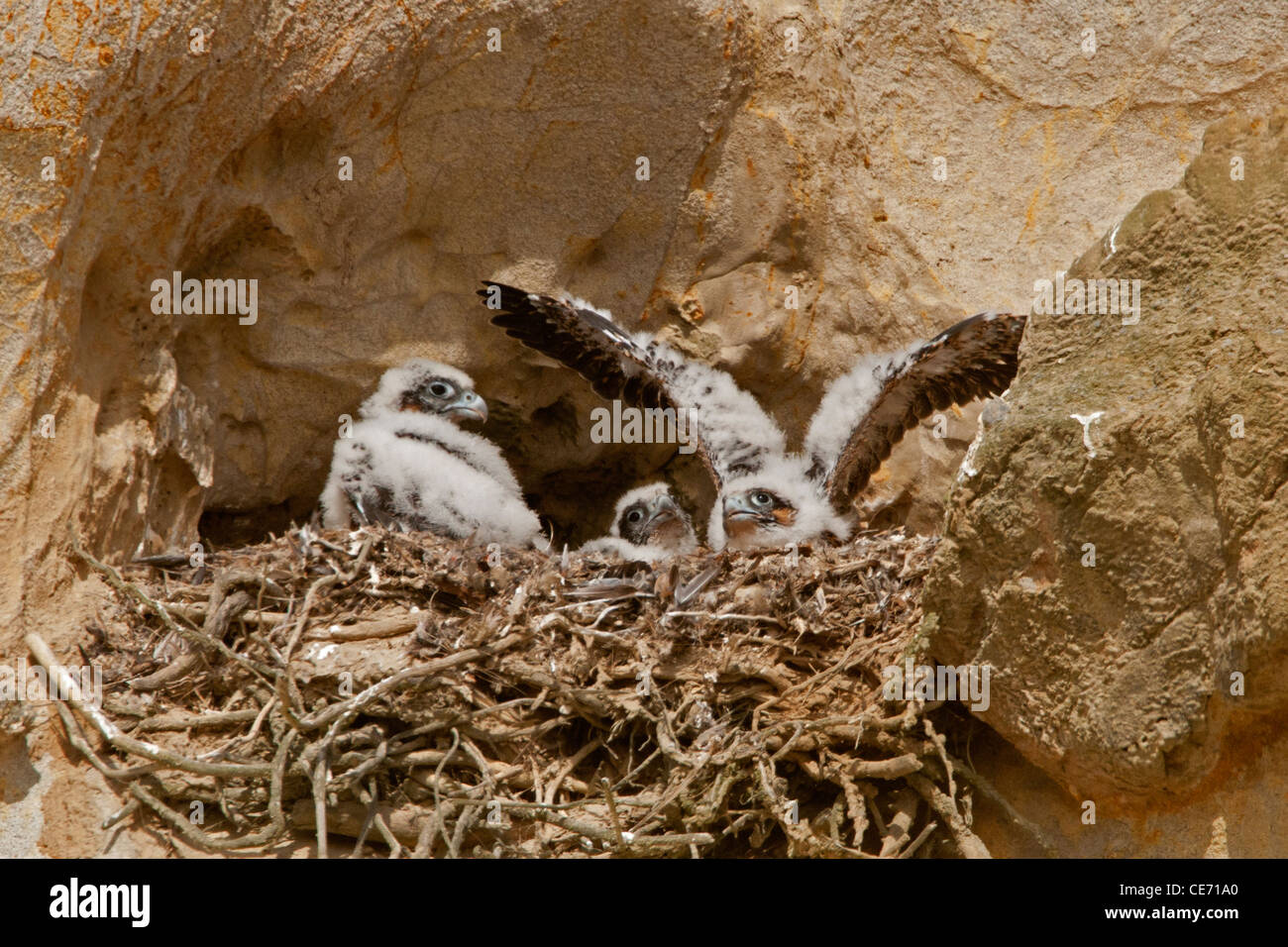 Falcon At Nest High Resolution Stock Photography and Images - Alamy