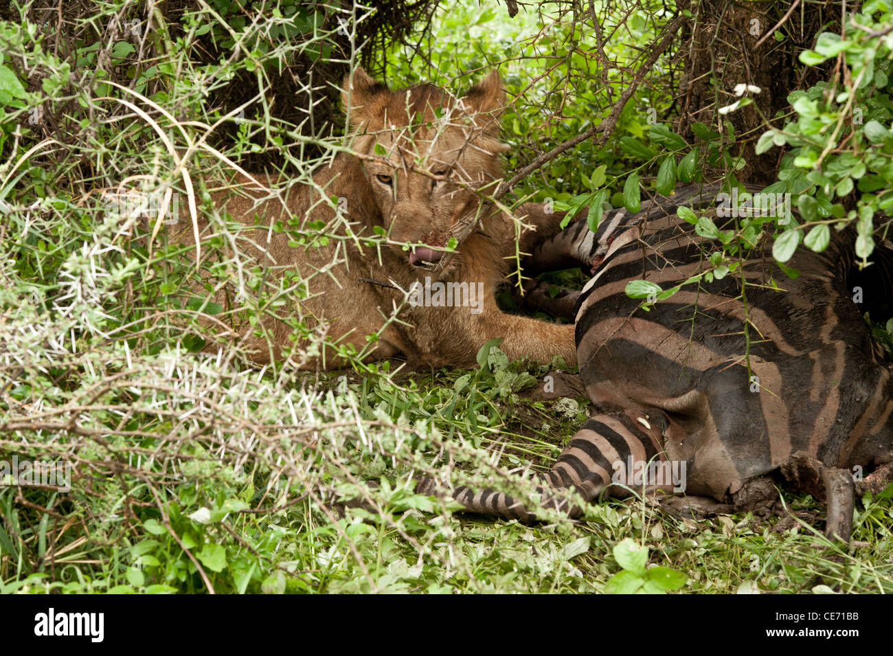 Hide to kill hi-res stock photography and images - Alamy