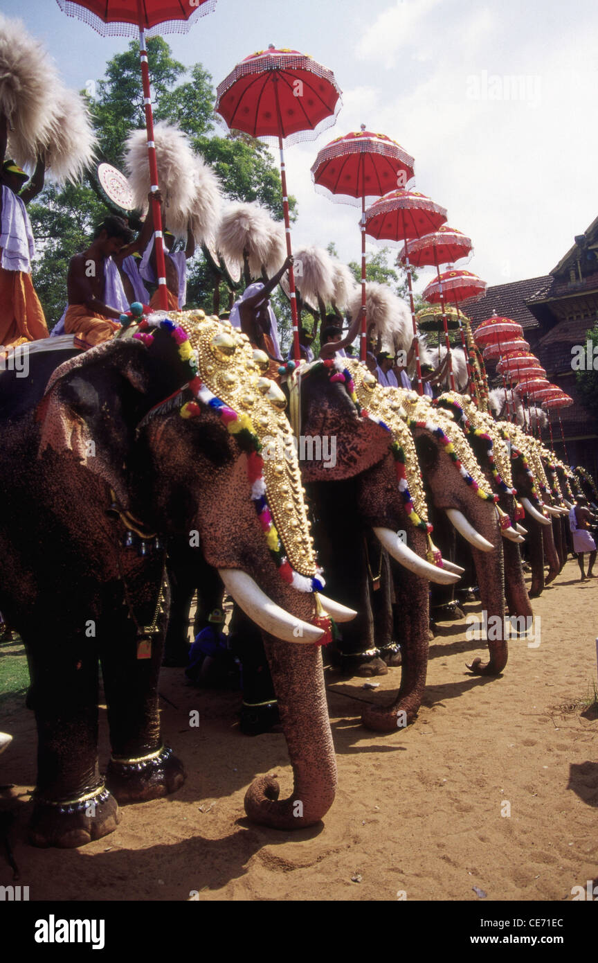 HMA 81665 : Trichur pooram puram festival row line of Elephants tusks ...