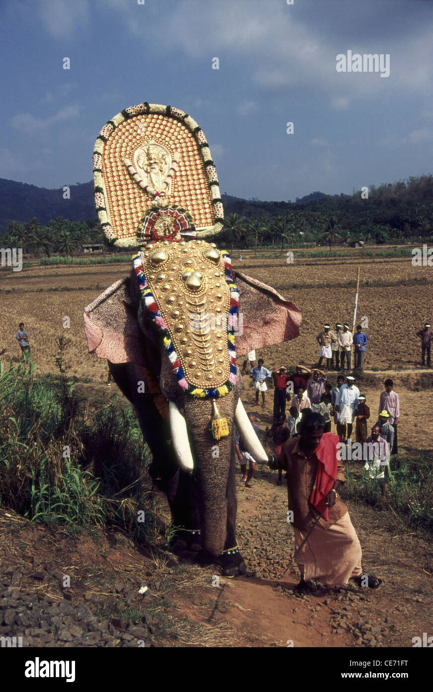 MAA 81661 : decorated elephant Trichur puram Uthralikavu Pooram ...