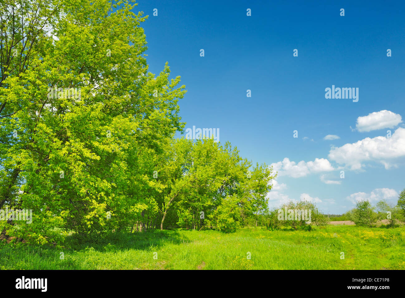 Spring landscape with trees growing in the meadow Stock Photo - Alamy