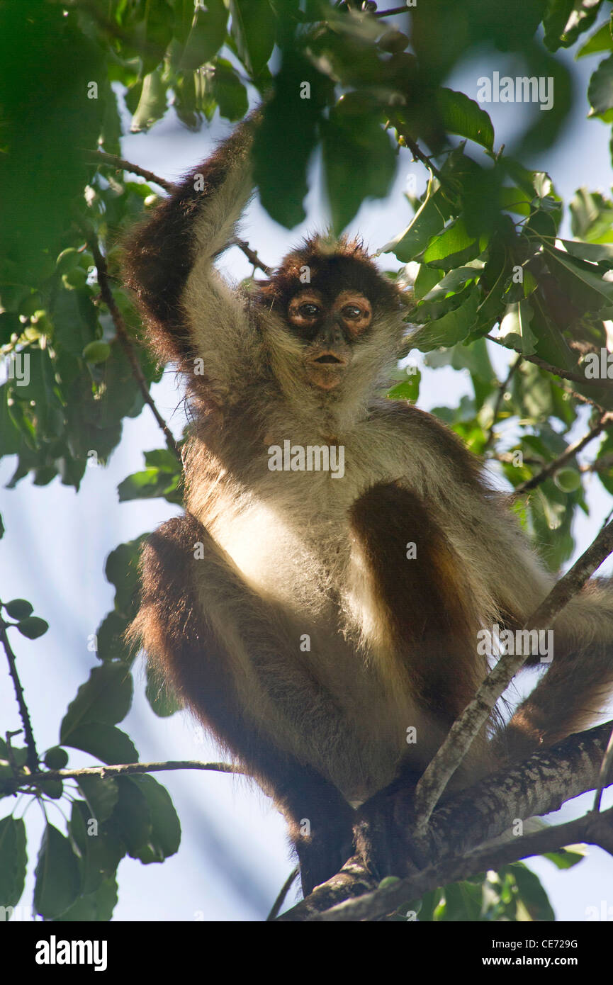 Spider monkey on a tree Stock Photo - Alamy