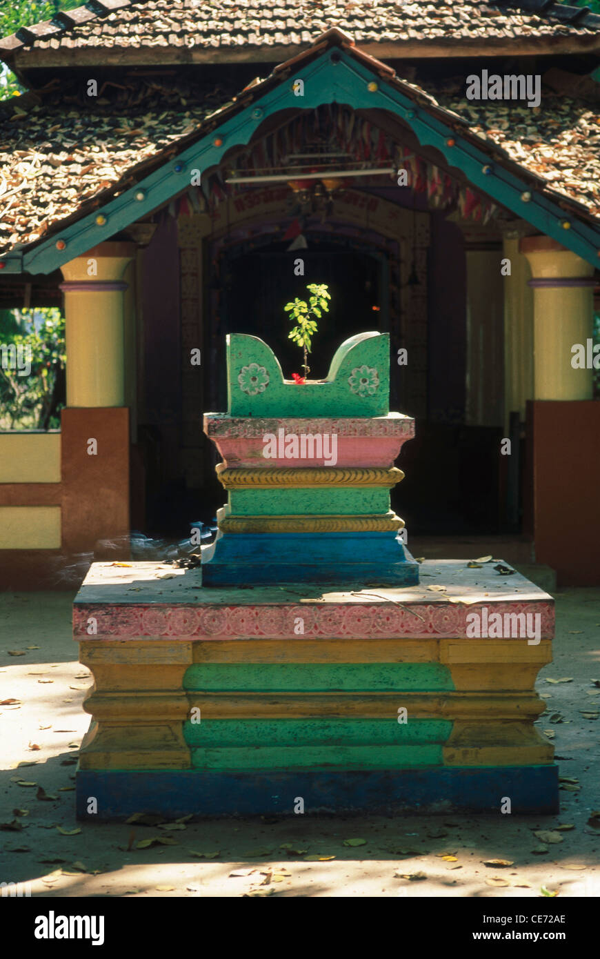 STP 81784 : Holy Basil Tulsi Vrindavan Religion Hindu Civilization ...