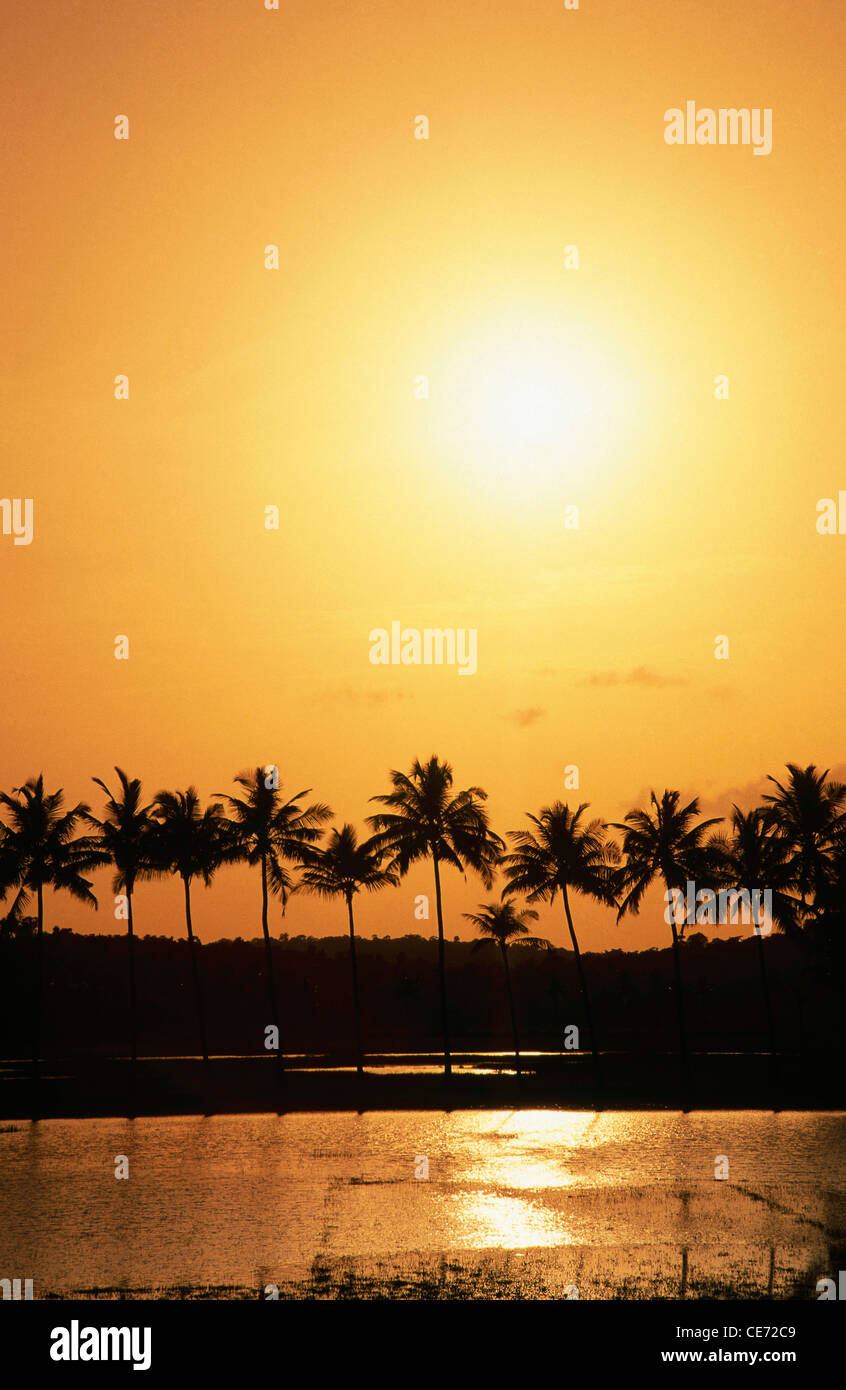 MBT 82600 : Sunset behind palm trees ; goa ; india Stock Photo - Alamy
