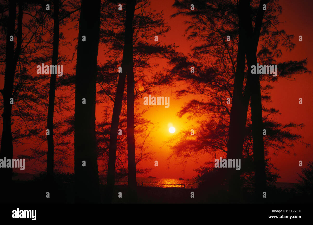 Sunset through trees trees hi-res stock photography and images - Alamy
