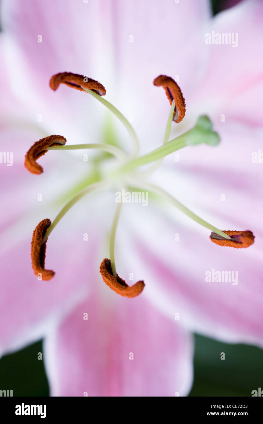 Pink lilly hi-res stock photography and images - Alamy