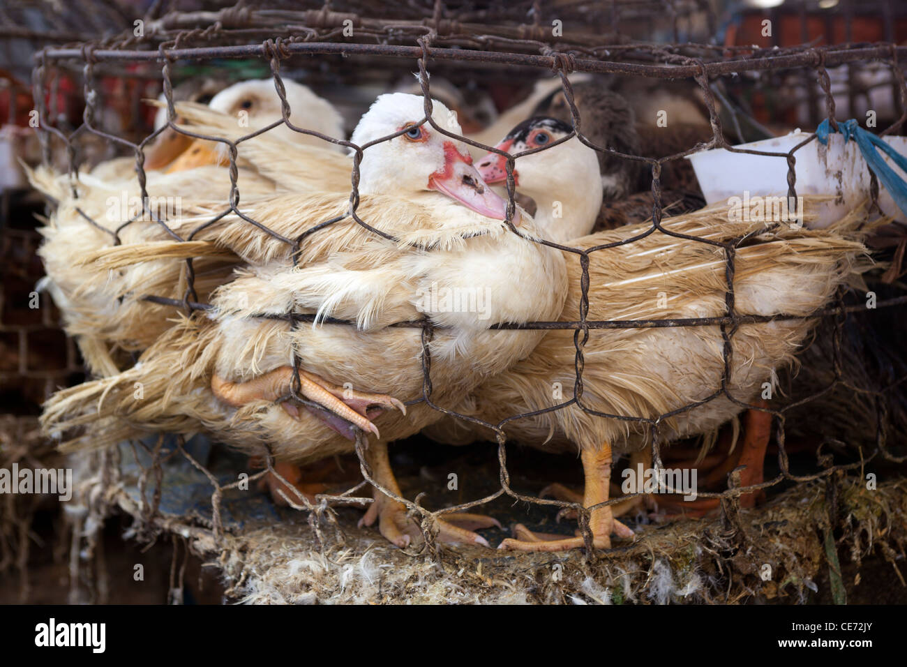 Ducks confined in market cage hi-res stock photography and images - Alamy