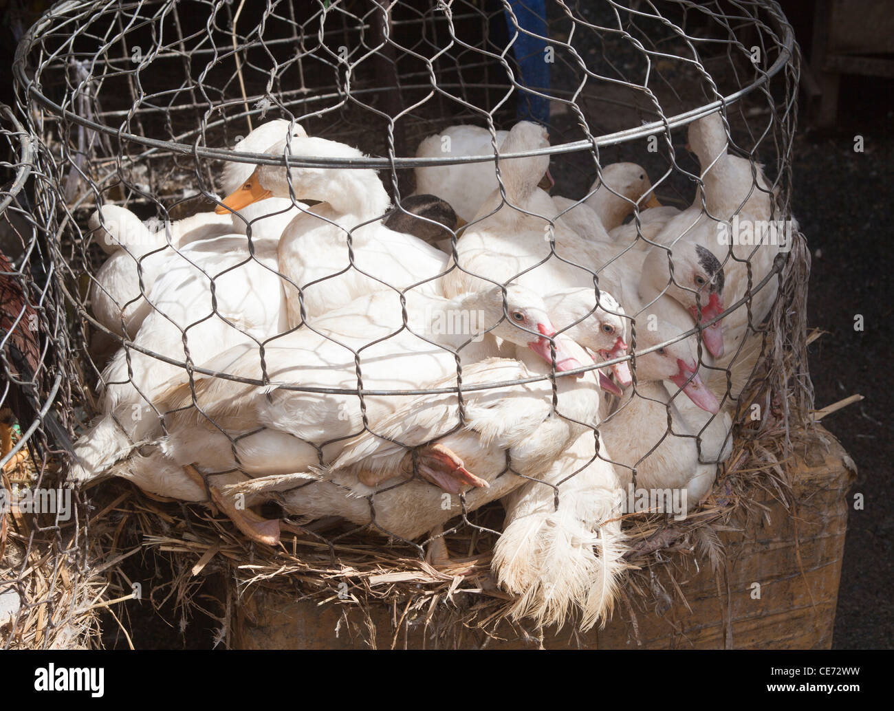 Live ducks sale vietnam hi-res stock photography and images - Alamy