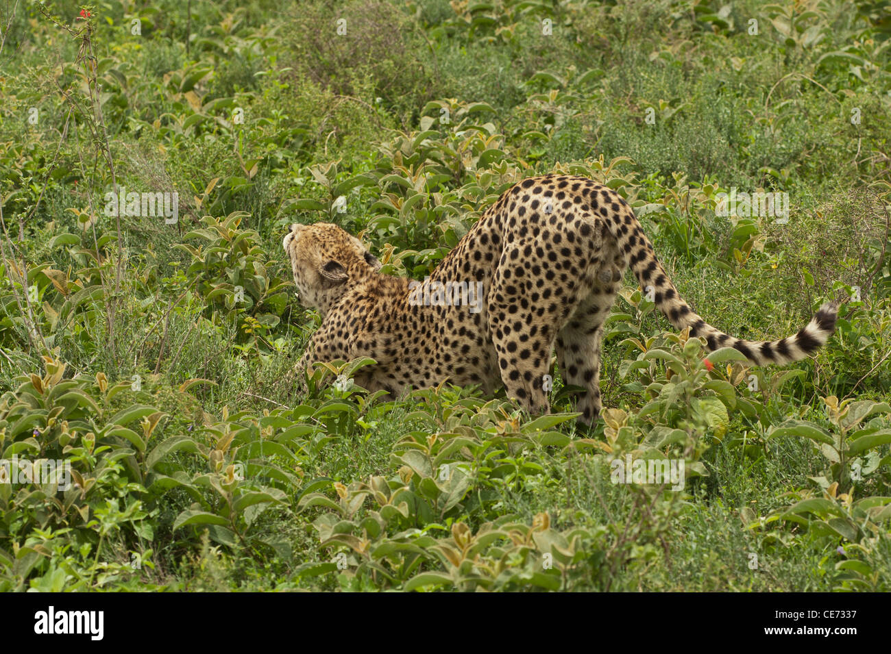 Stretching cheetah hi-res stock photography and images - Alamy