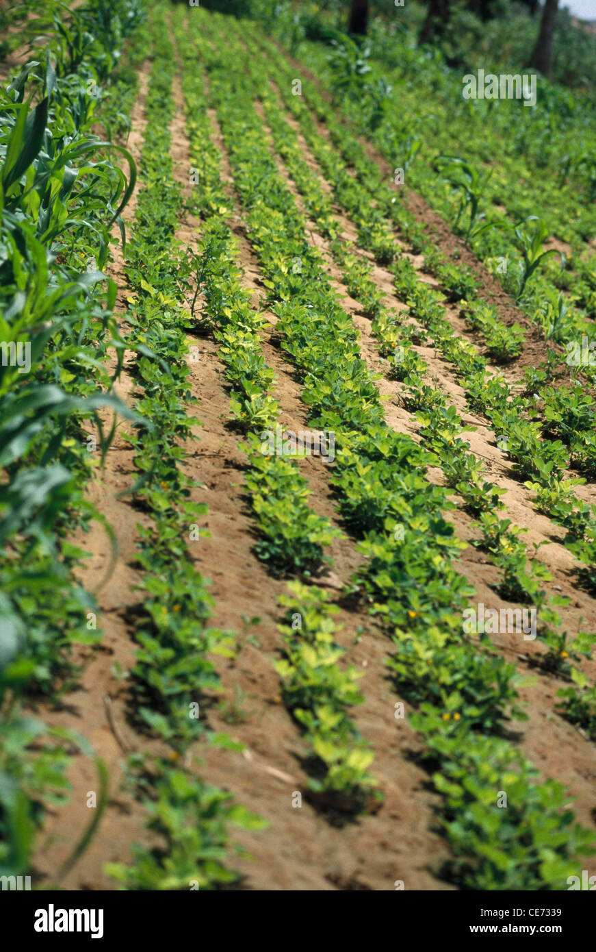 Bihar agriculture india hi-res stock photography and images - Alamy