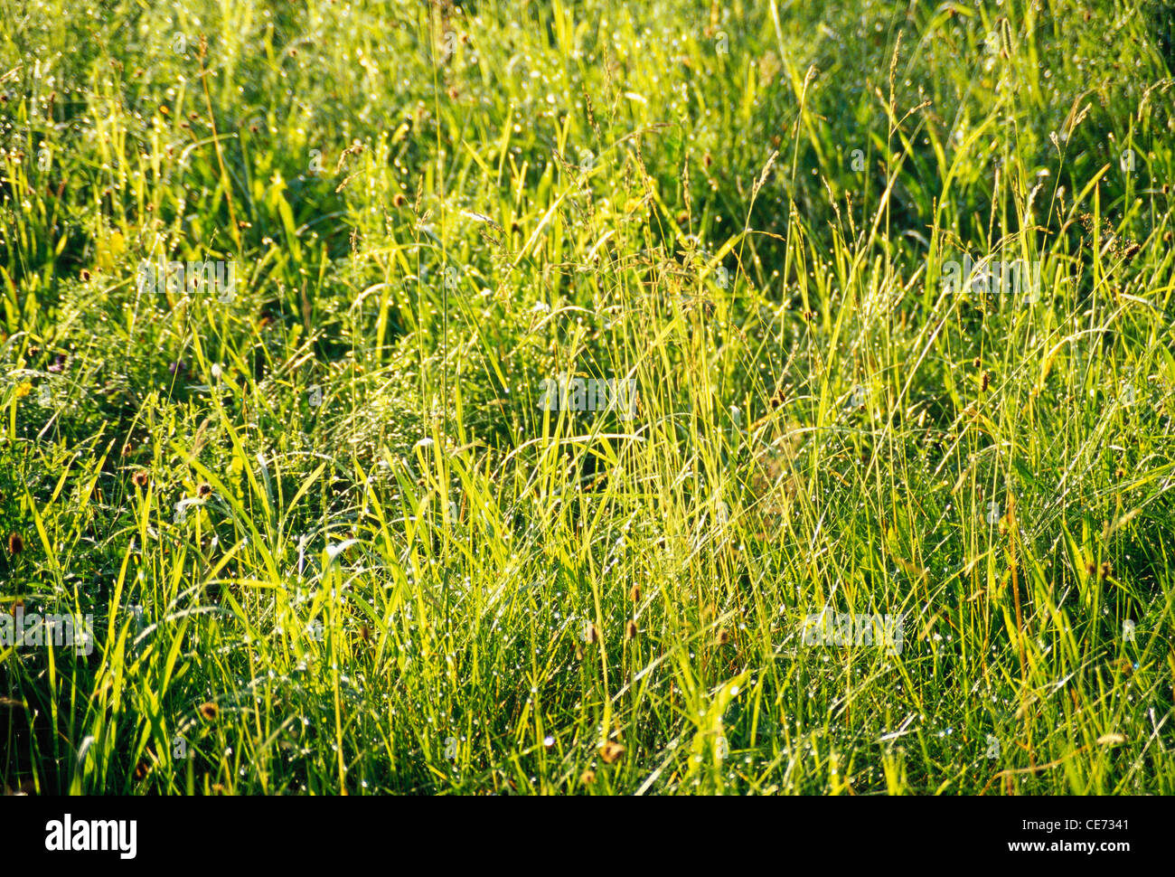 Green grass ; Gothenburg ; Sweden ; Europe Stock Photo - Alamy