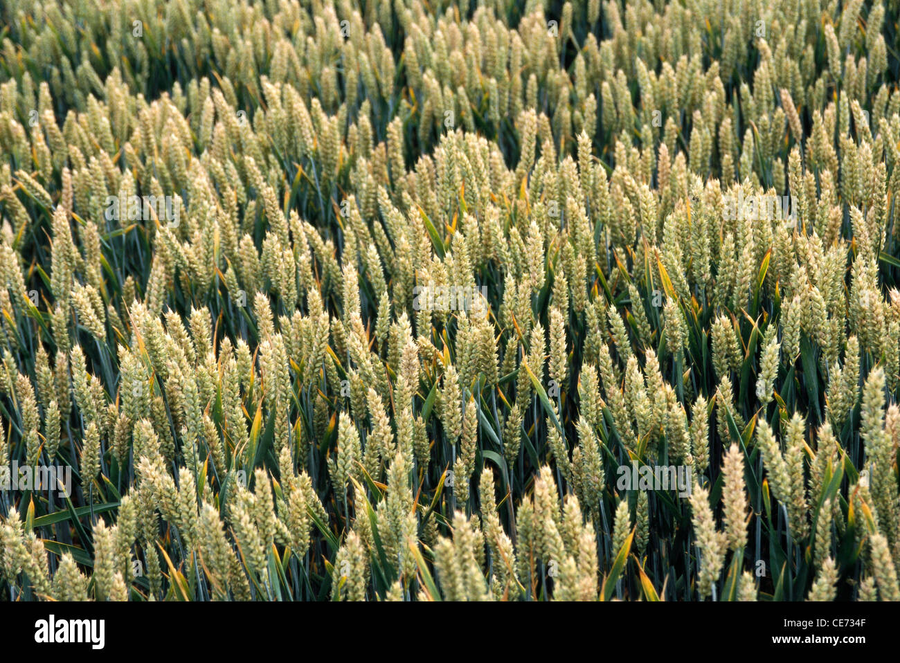 Oat field ; Oats cultivation ; cereal grain ; Denmark ; Europe Stock ...