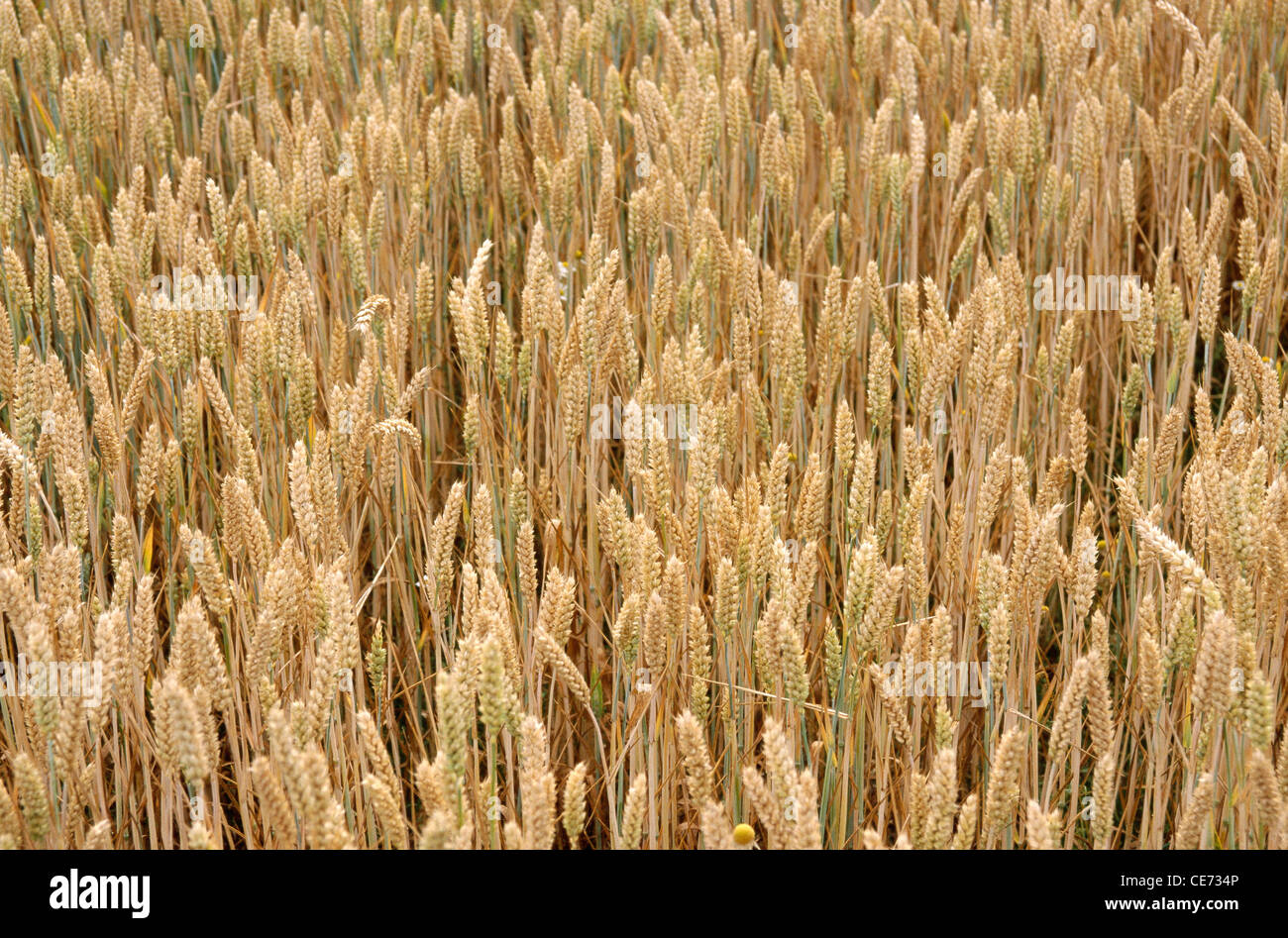 Oat field ; Oats cultivation ; cereal grain ; Denmark ; Europe Stock ...
