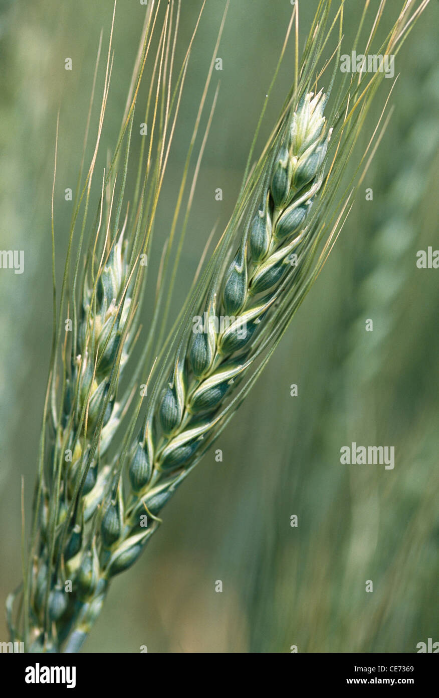 Close up crop on hi-res stock photography and images - Alamy