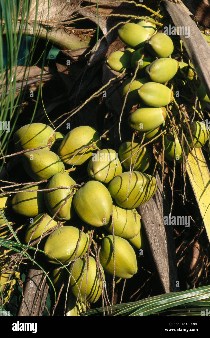 Coconut palm tree ; Cocos nucifera ; kerala ; india ; asia Stock Photo ...