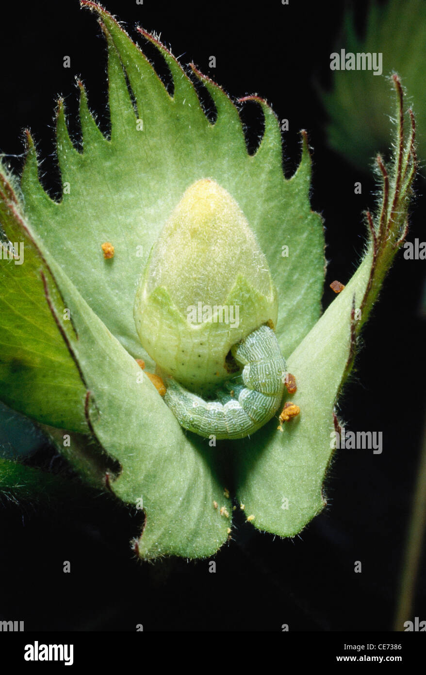 Cotton farming pest hi-res stock photography and images - Alamy