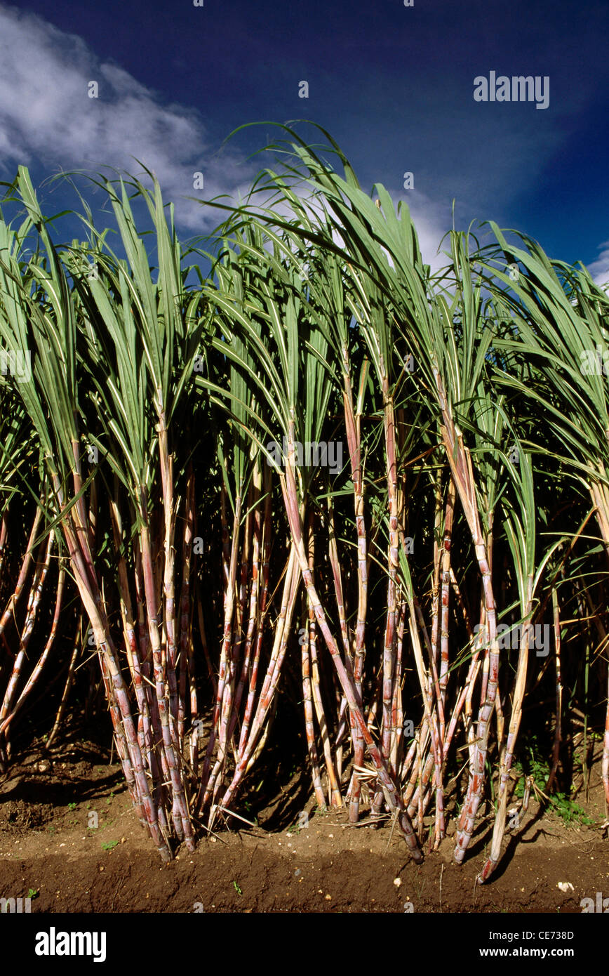 Sugarcane ; sugar cane ; plant crop field ; india ; asia Stock Photo ...