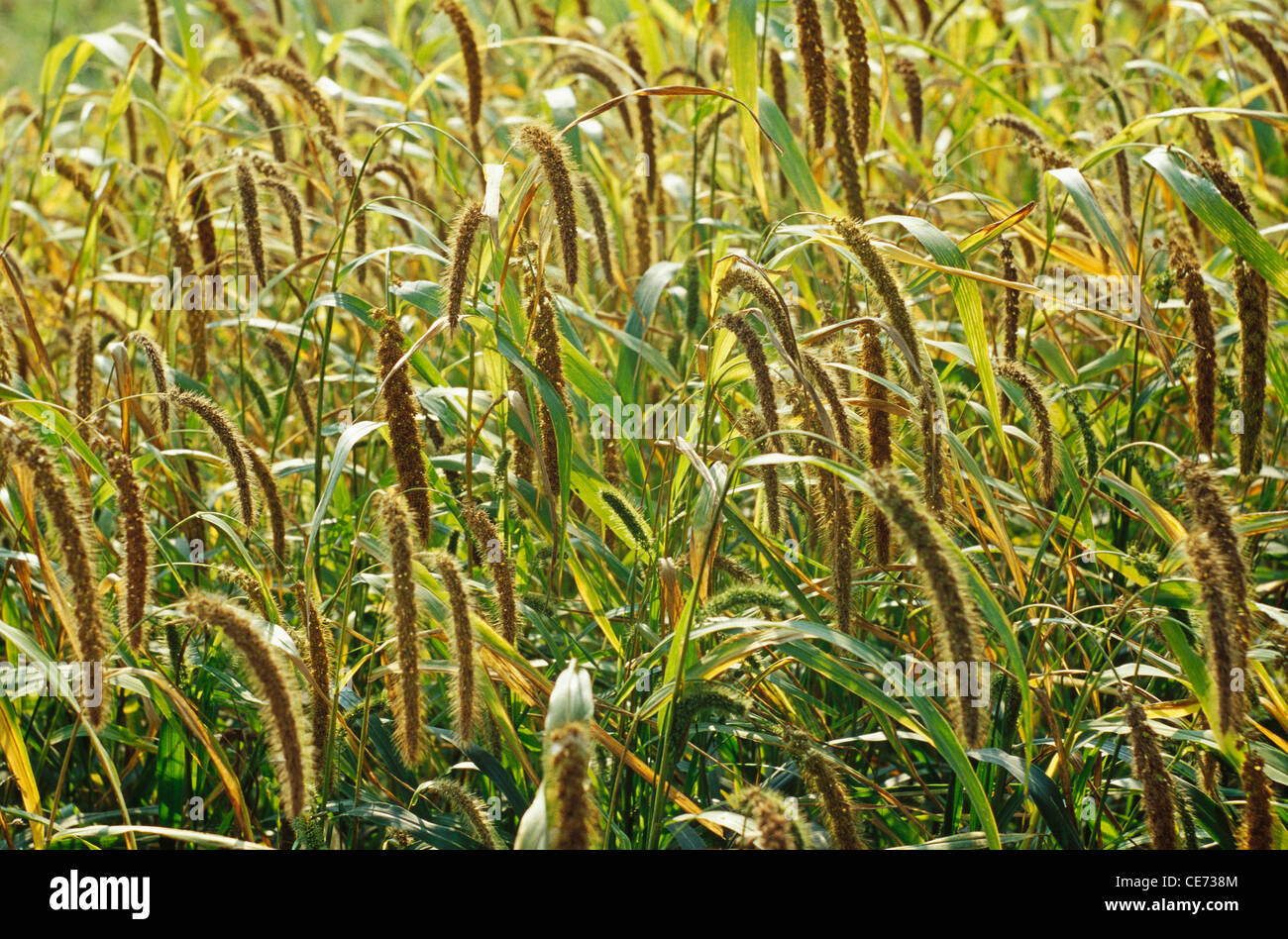 Foxtail Millet crop field ; india ; asia Stock Photo - Alamy