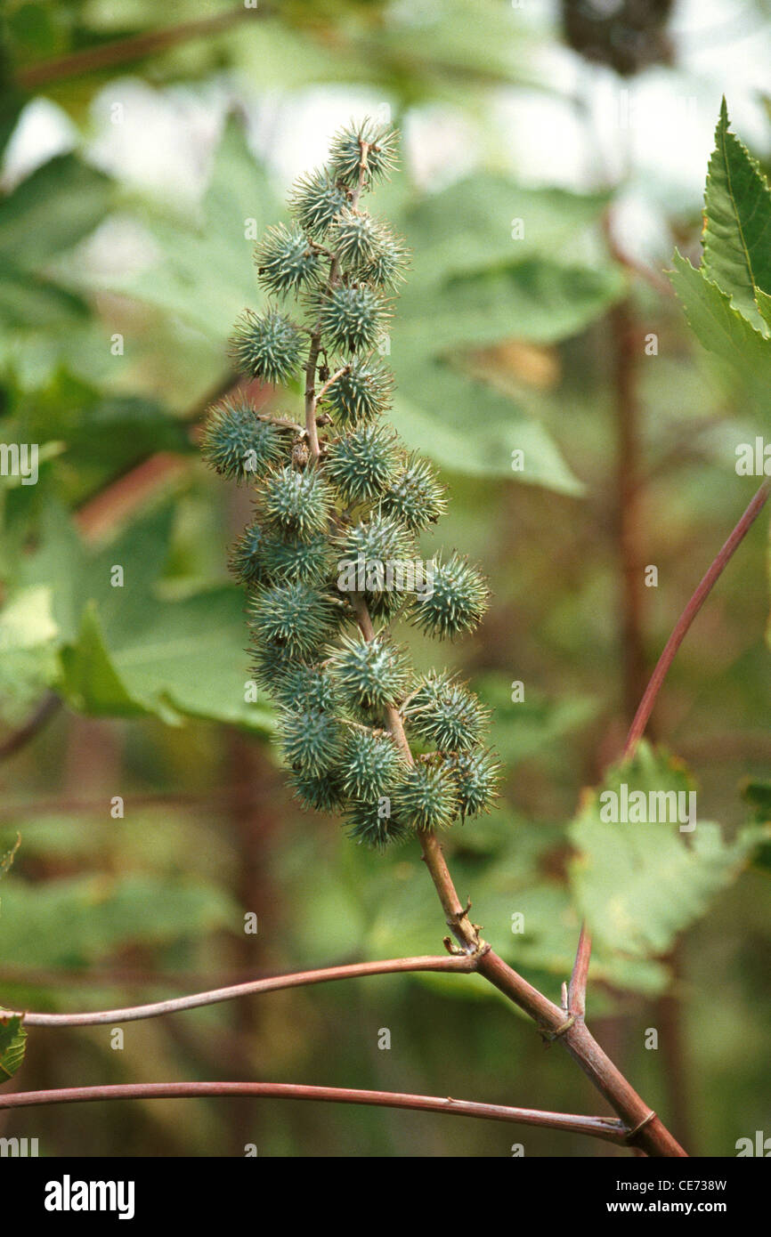 Castor Oil Crop High Resolution Stock Photography and Images - Alamy