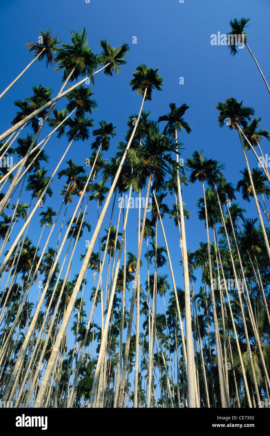MAA 81970 : Areca nut trees nilgris ; tamil nadu ; india Stock Photo ...