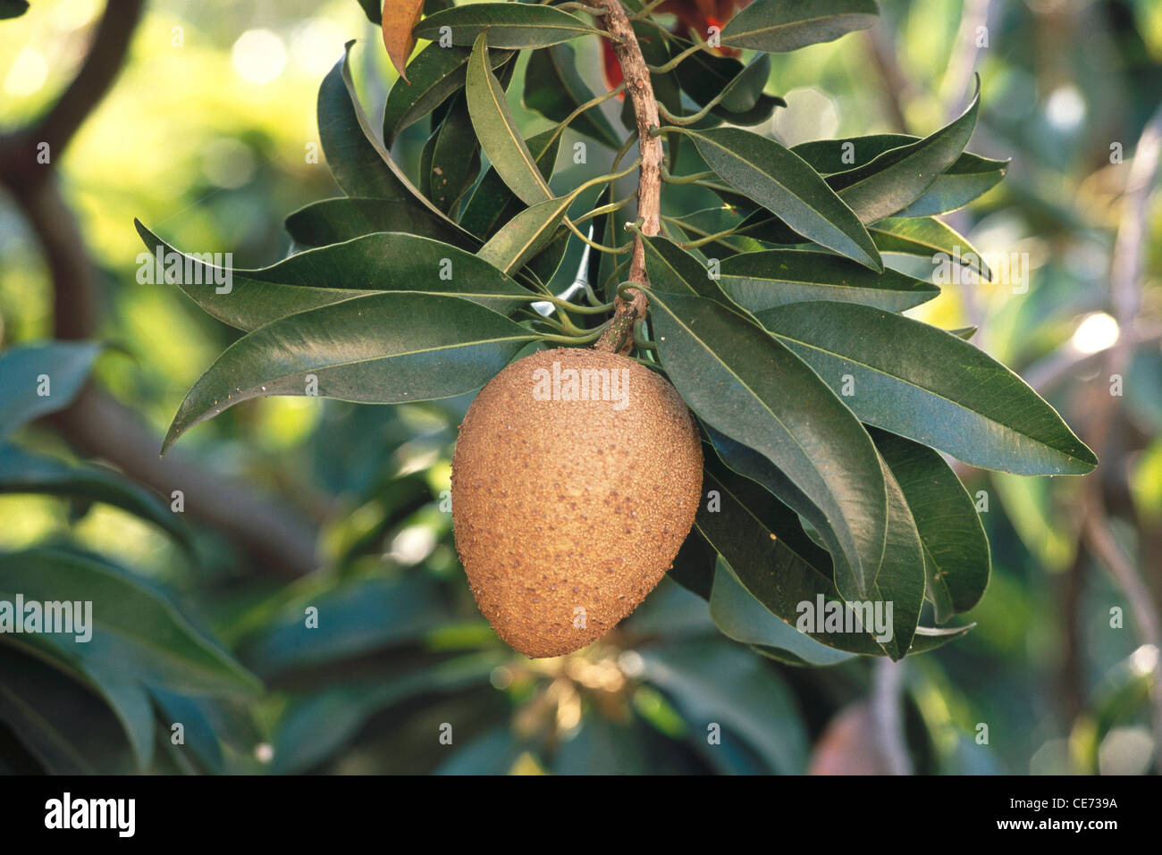 Chicko hi-res stock photography and images - Alamy