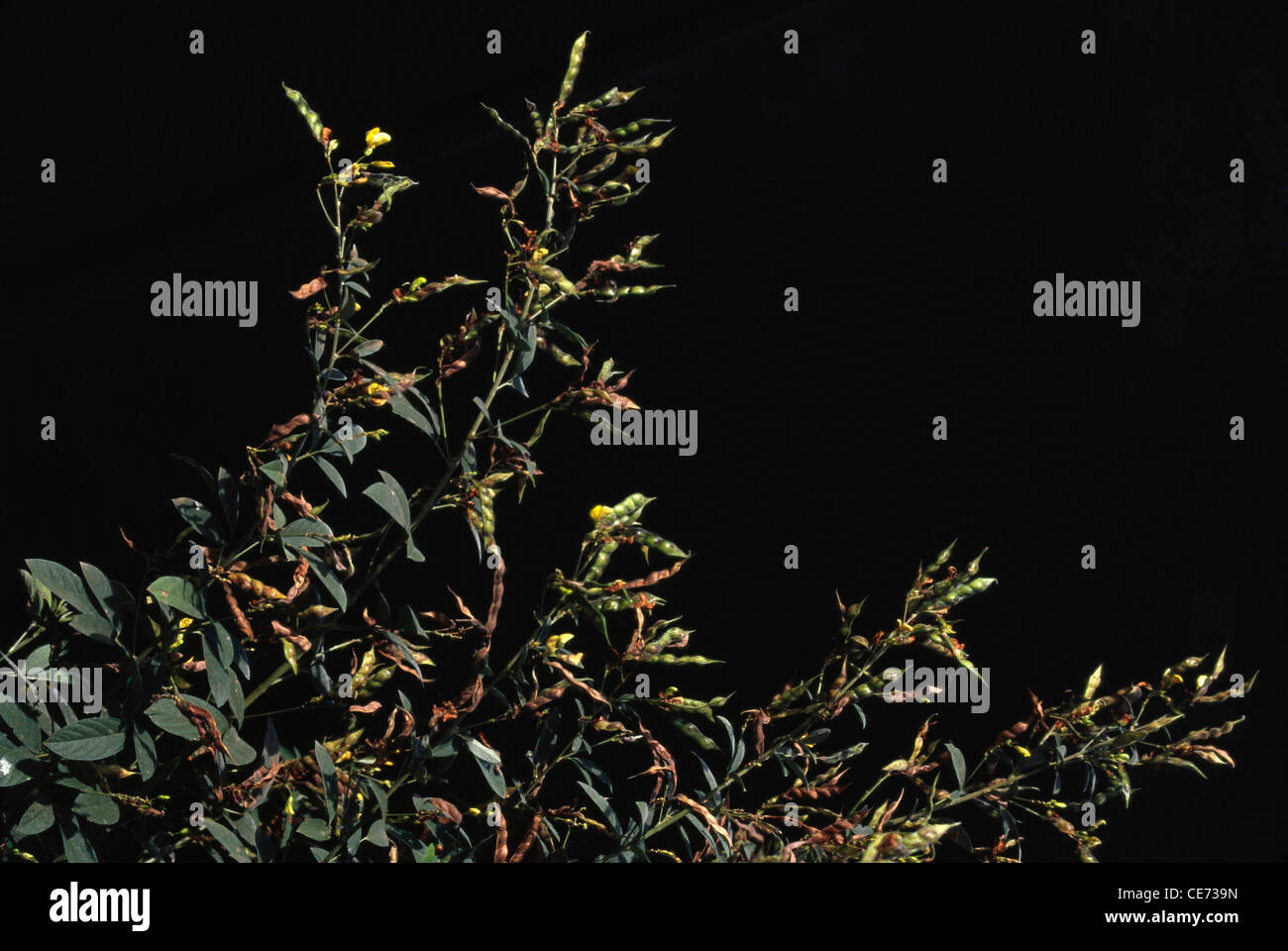 Red gram farming hi-res stock photography and images - Alamy