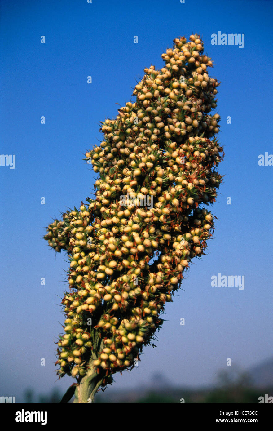 Jawar Plant High Resolution Stock Photography and Images - Alamy