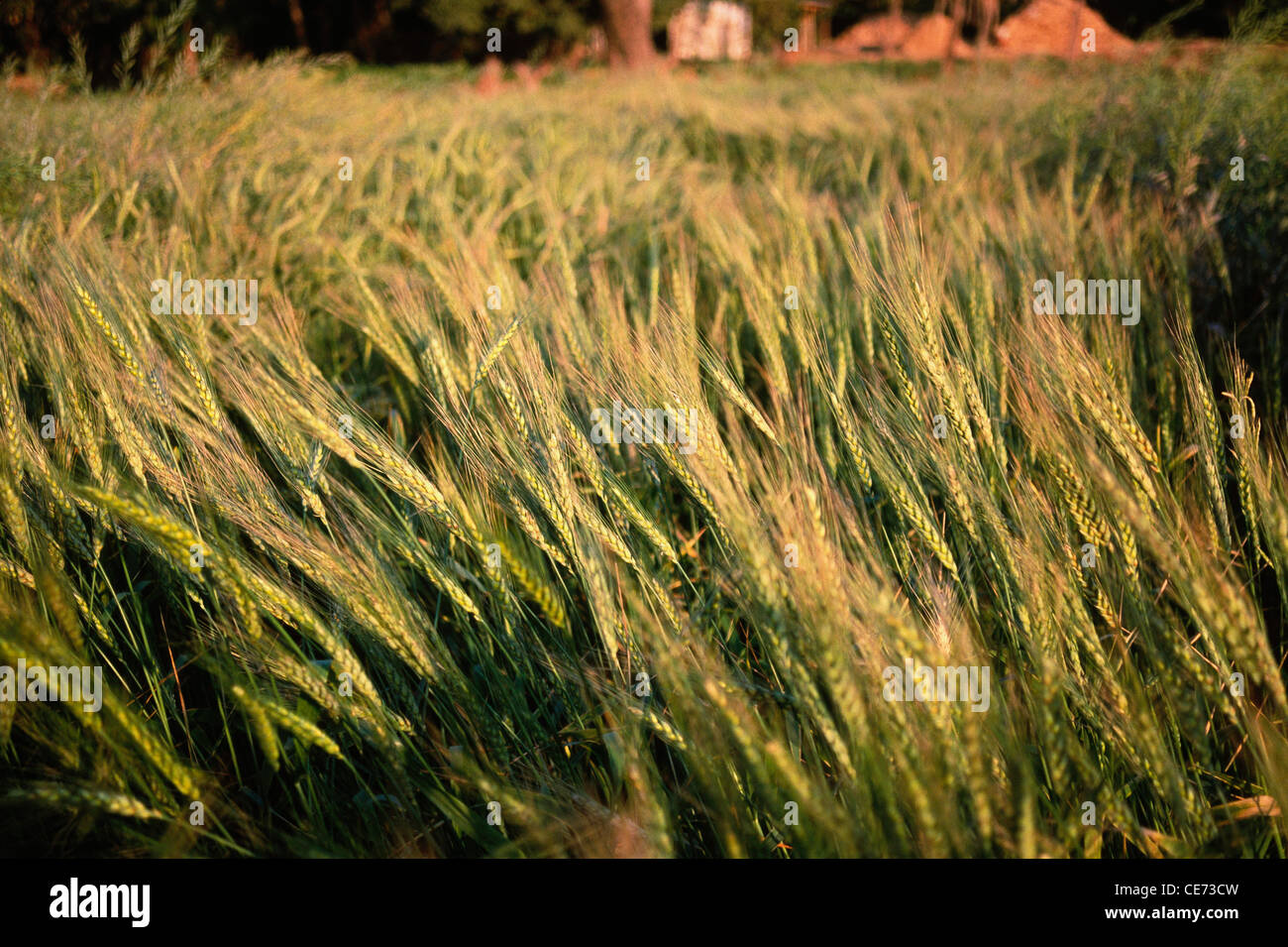 Wind blowing wheat plantation close hi-res stock photography and images ...