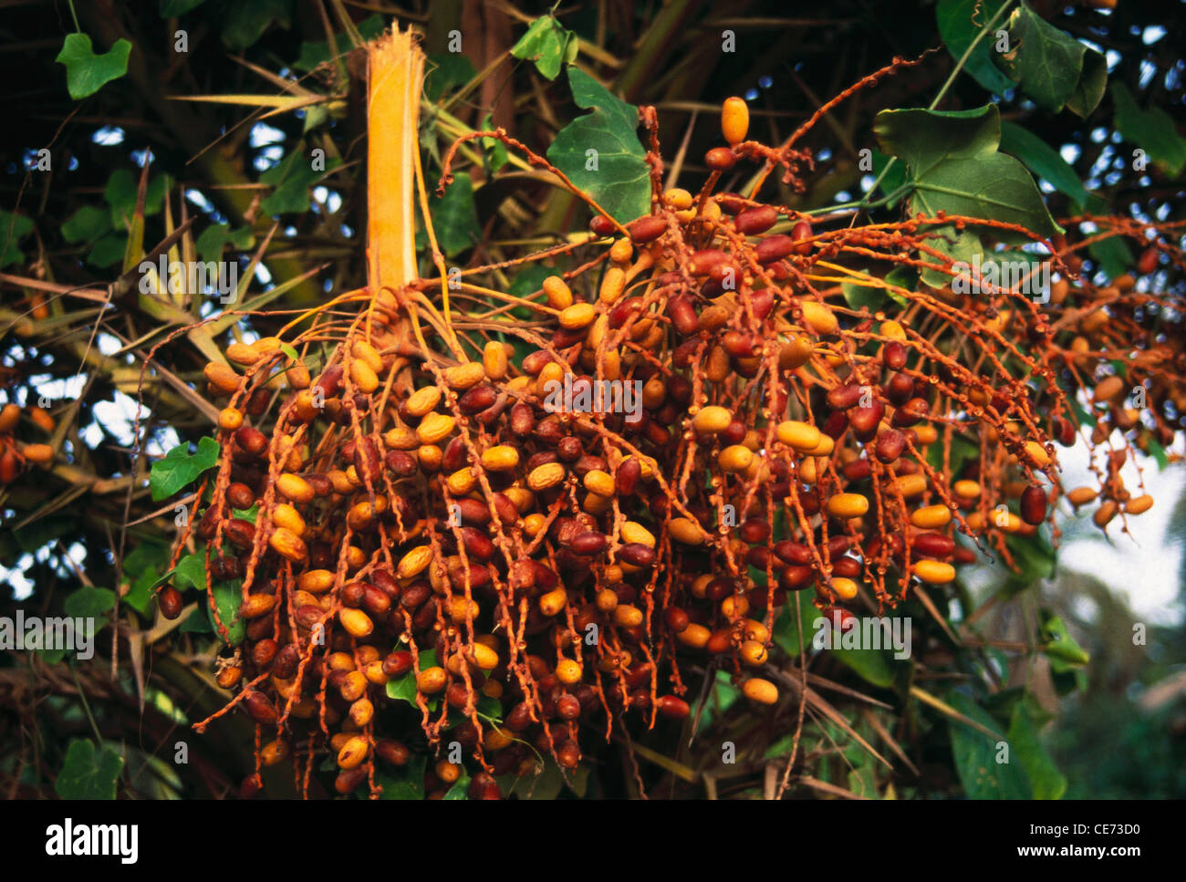 closeup of dates hanging on date palm tree ; gorai ; maharashtra ...