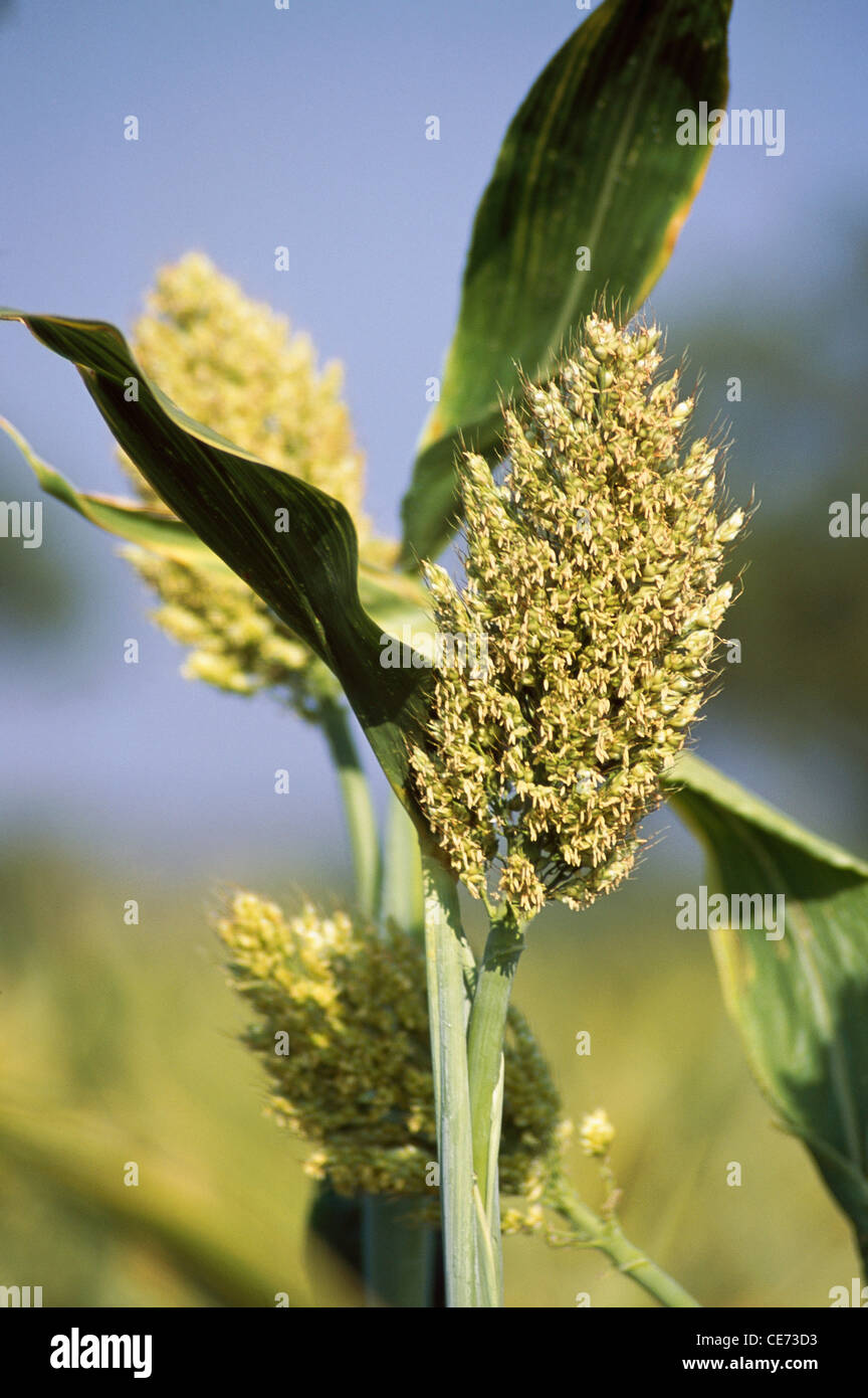 Sorghum plant ; Jowar crop ; Jawar farm ; Jawhar field ; family ...