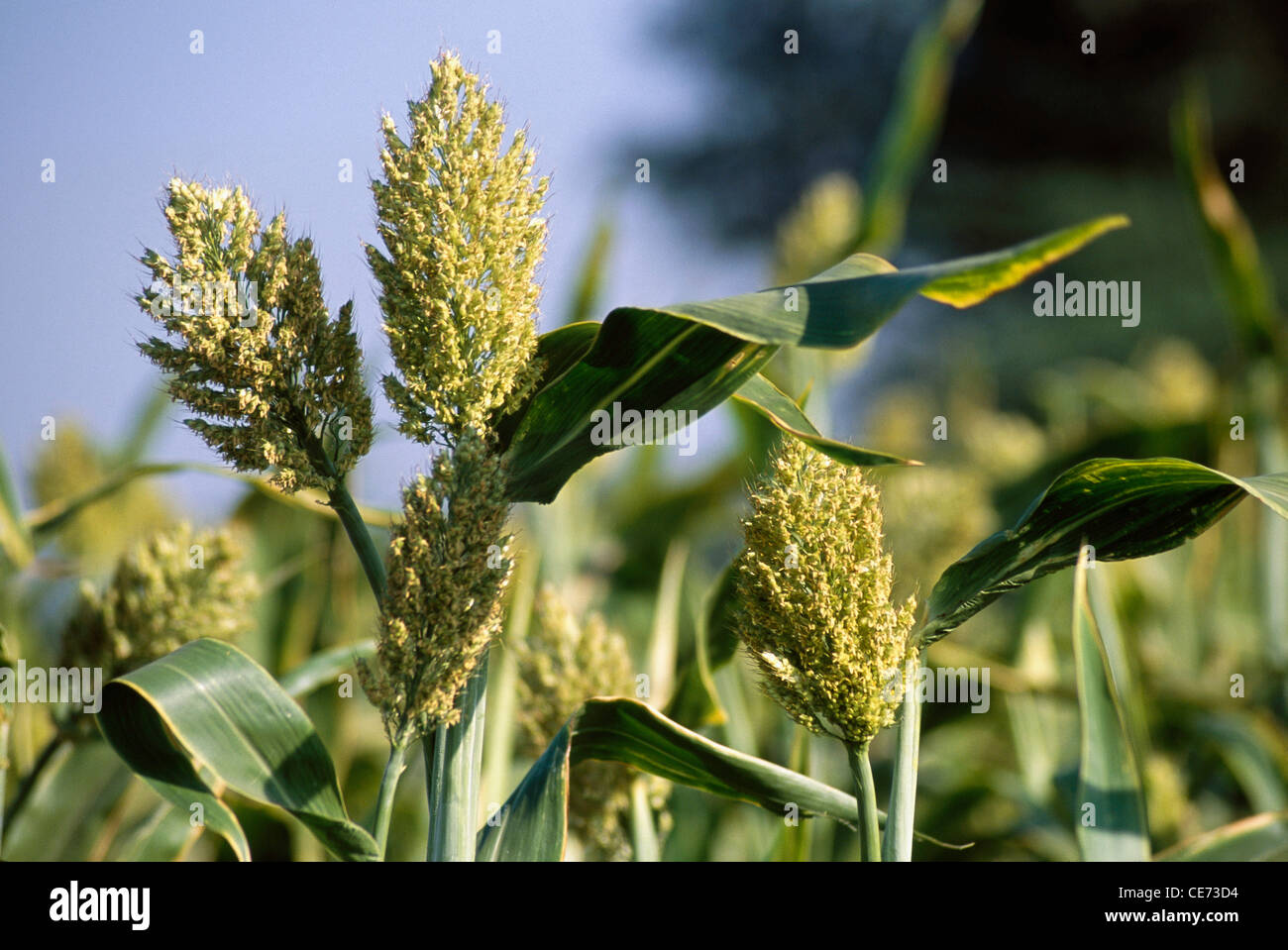 Jawar Plant High Resolution Stock Photography and Images - Alamy