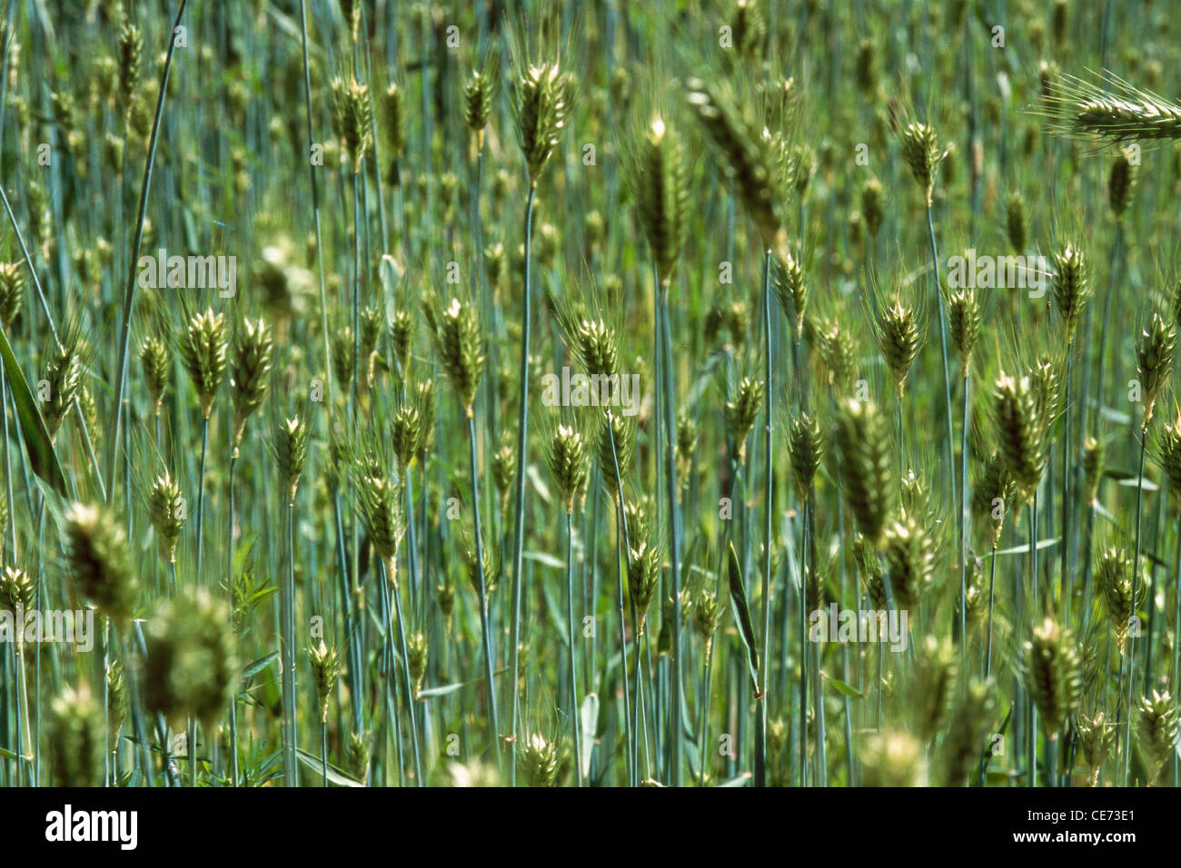 Barley Crops
