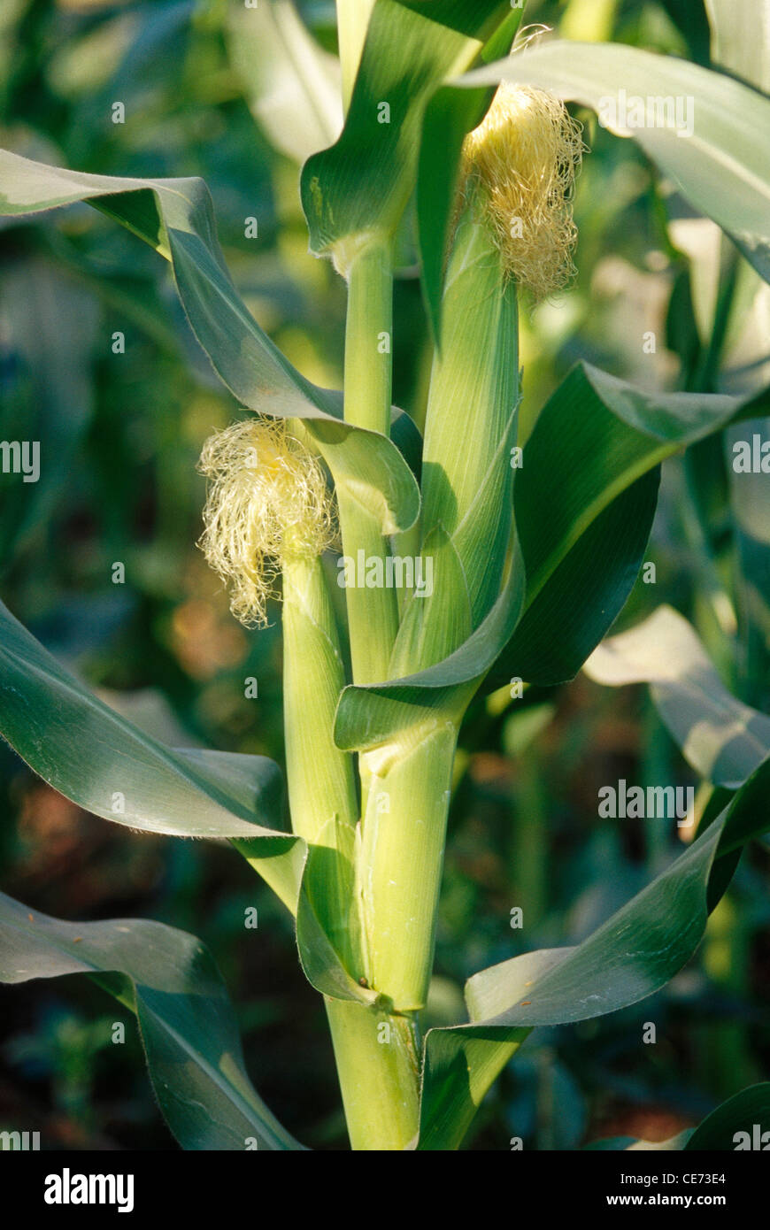 Maize cereal grain ; Corn Maize Makki Makai growing in fields ; nere ...