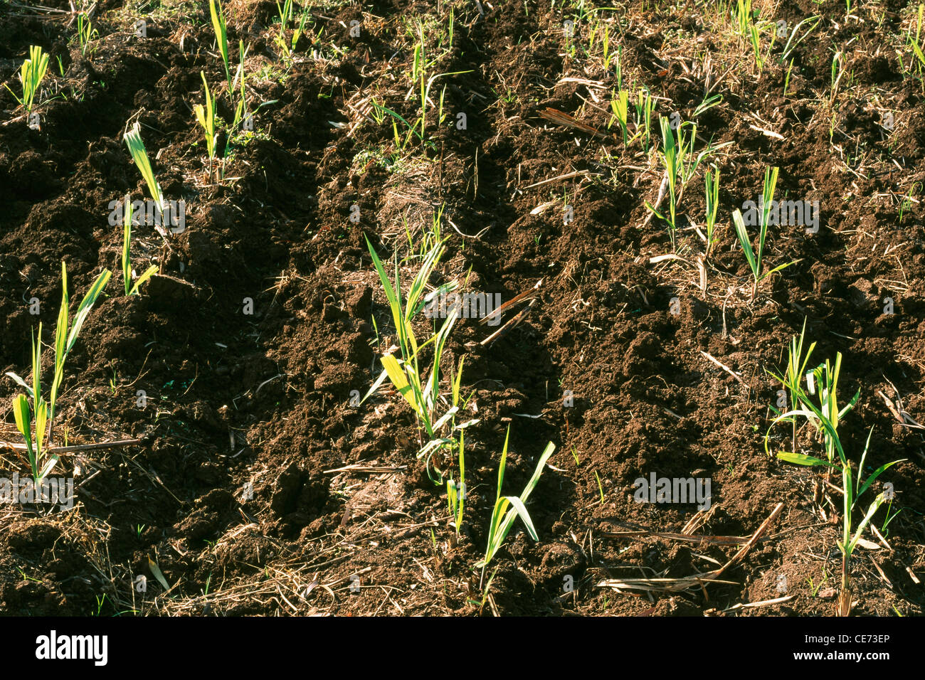 Sugarcane sugar cane crop field plantation primary stage ; kolhapur ...