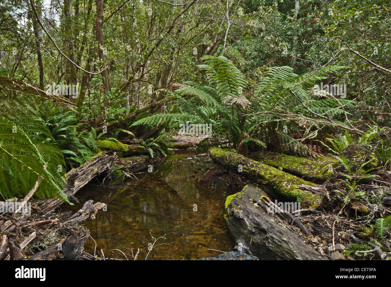 Evercreech forest reserve hi-res stock photography and images - Alamy