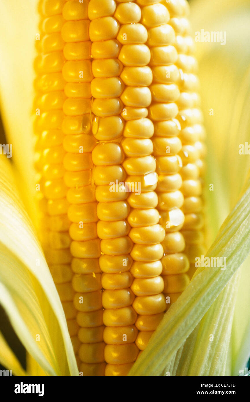 Grain vegetable corn hi-res stock photography and images - Alamy