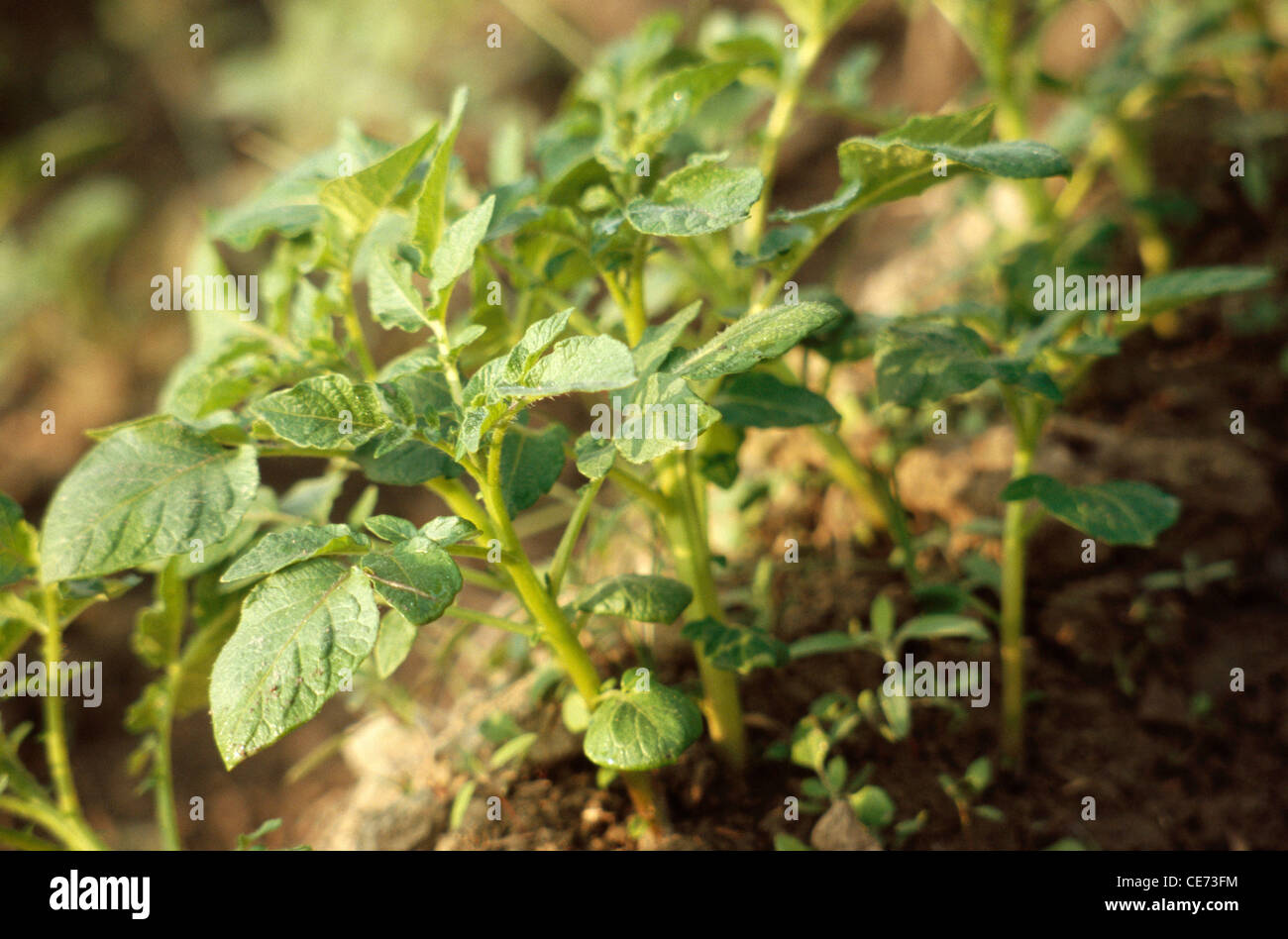 Potato farming india hi-res stock photography and images - Alamy