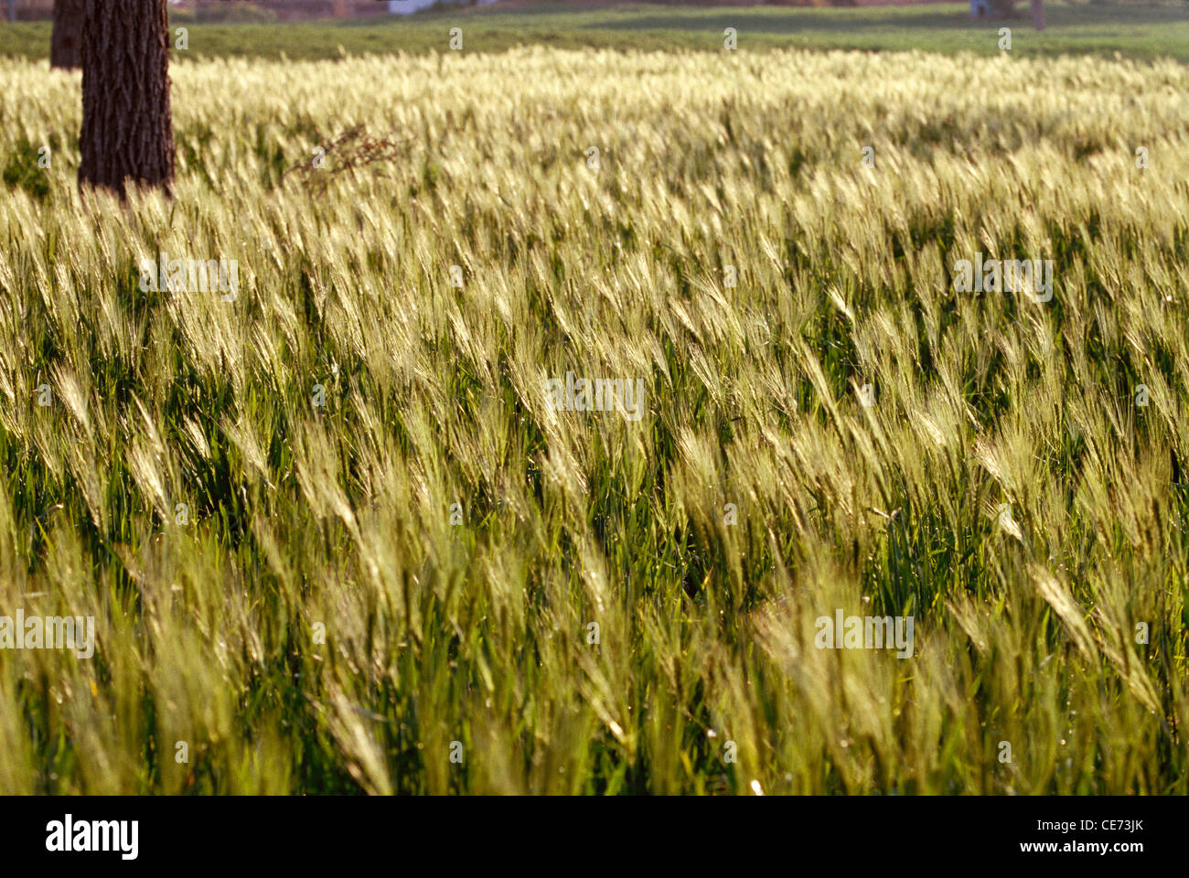 wheat crop field ; india ; asia Stock Photo - Alamy