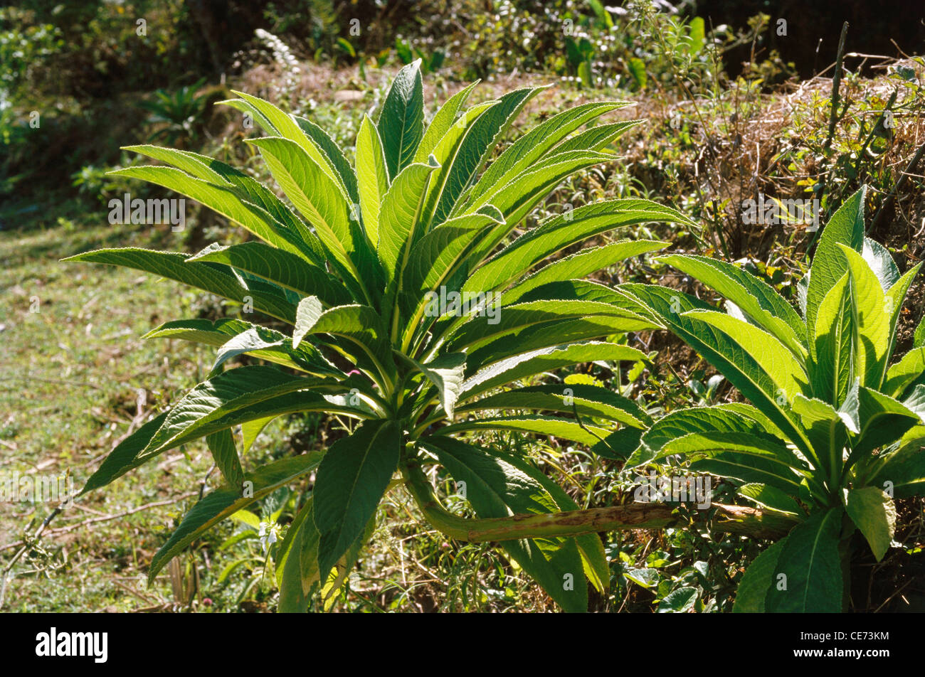 wild tobacco plant crop ; india ; asia Stock Photo - Alamy