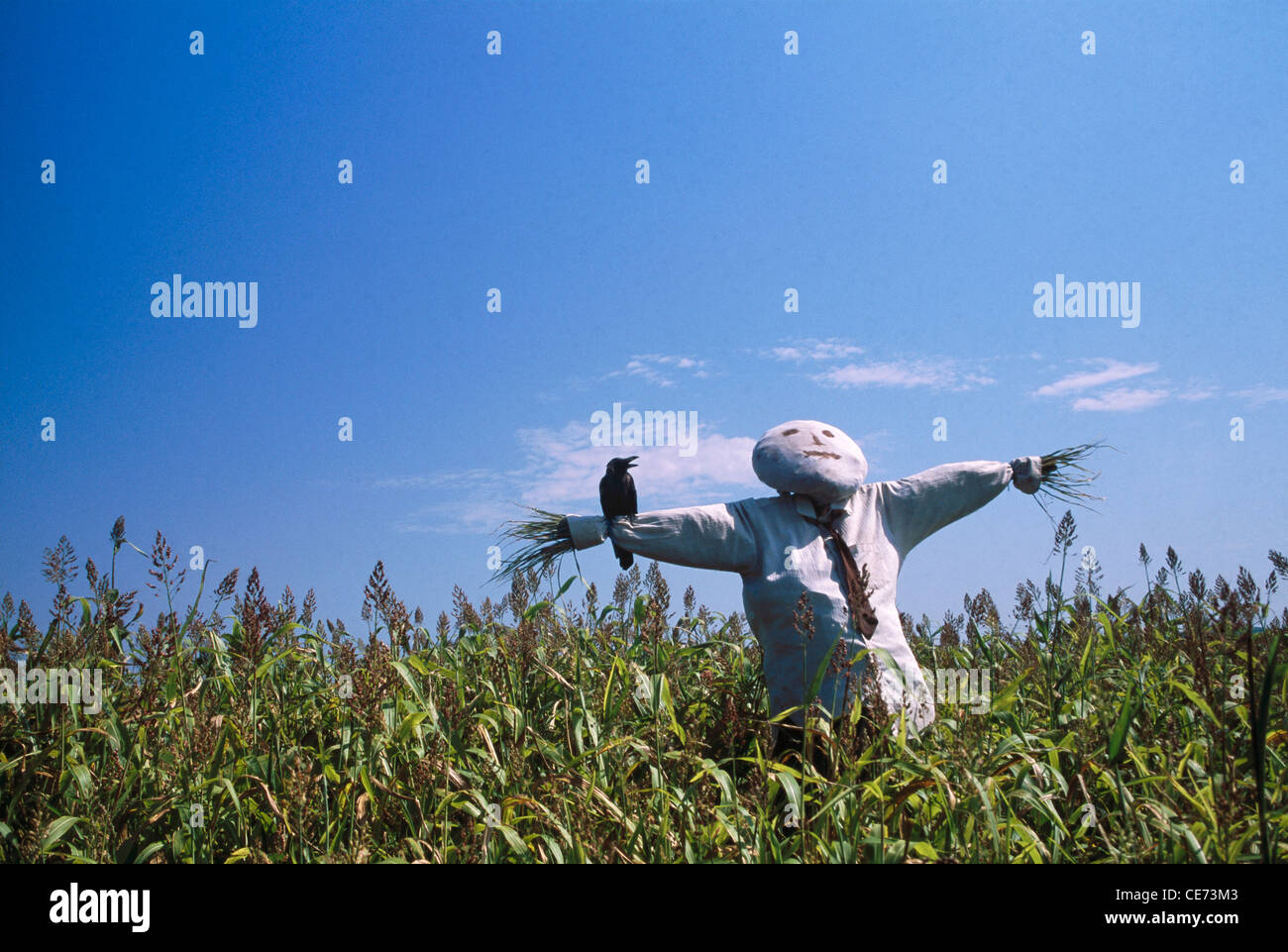 crow sitting on humanoid scarecrow decoy mannequin in field of jawar ...
