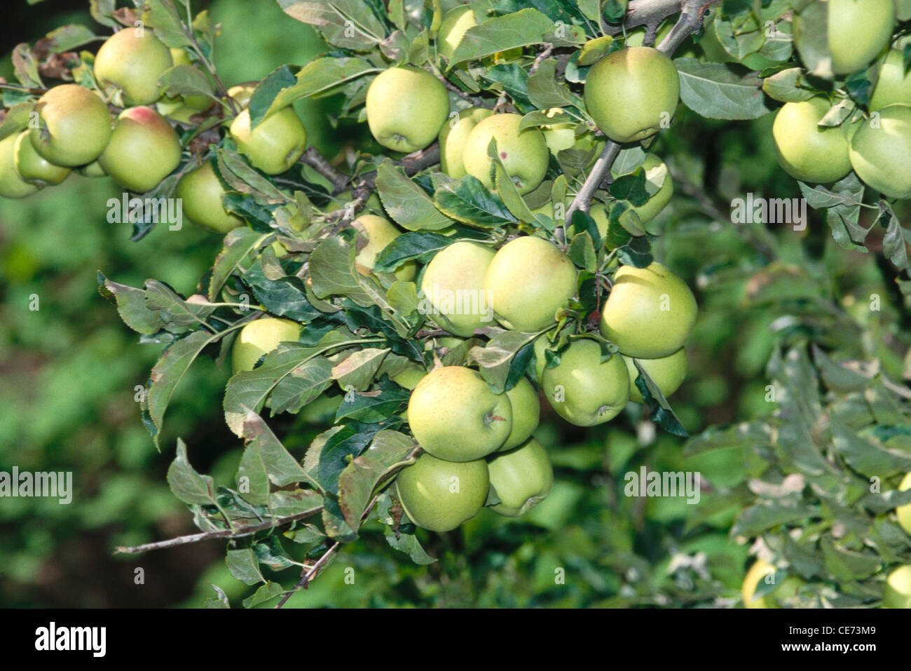 AAD 82002 : fruit green apples growing on tree ; kinnaur ; himachal ...
