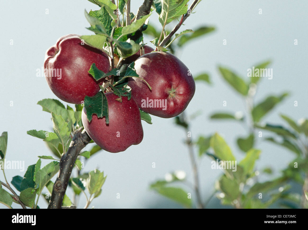 AAD 82003 : fruit apples growing on tree ; kinnaur ; himachal pradesh ...