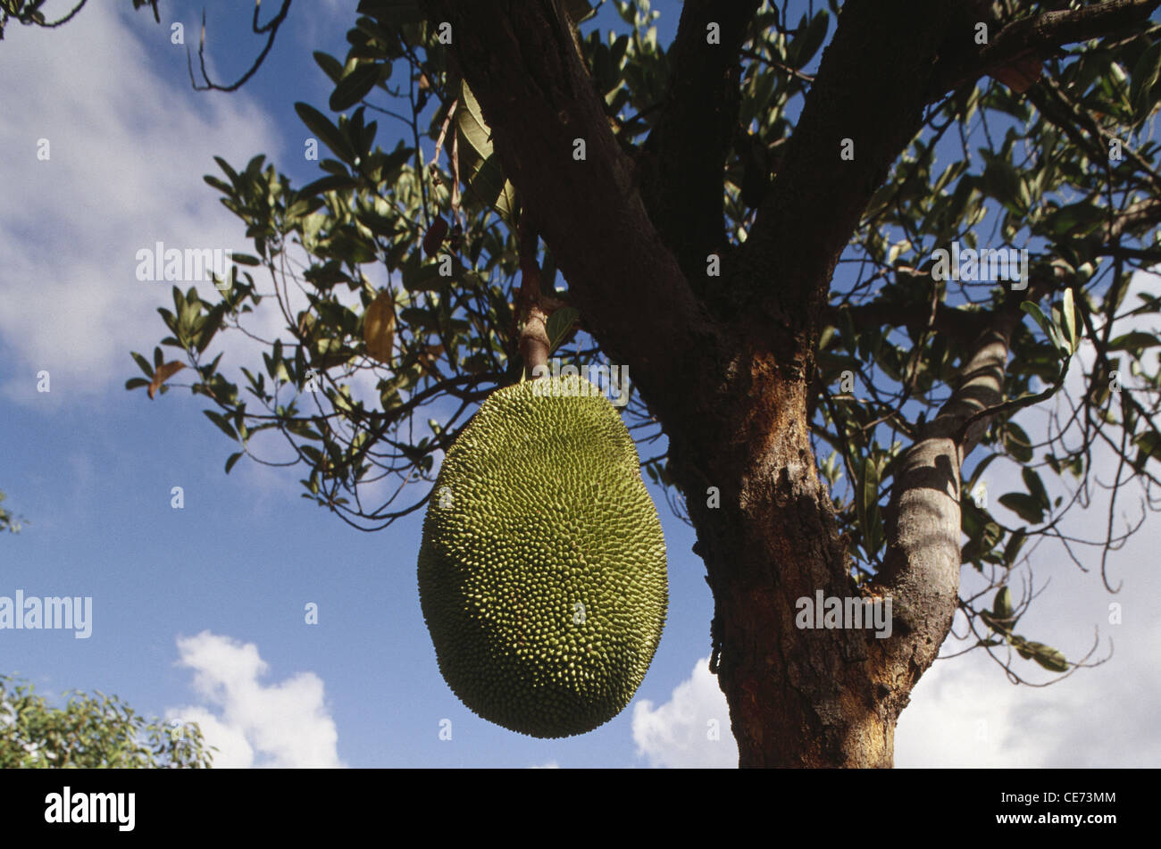 One jackfruit hi-res stock photography and images - Alamy