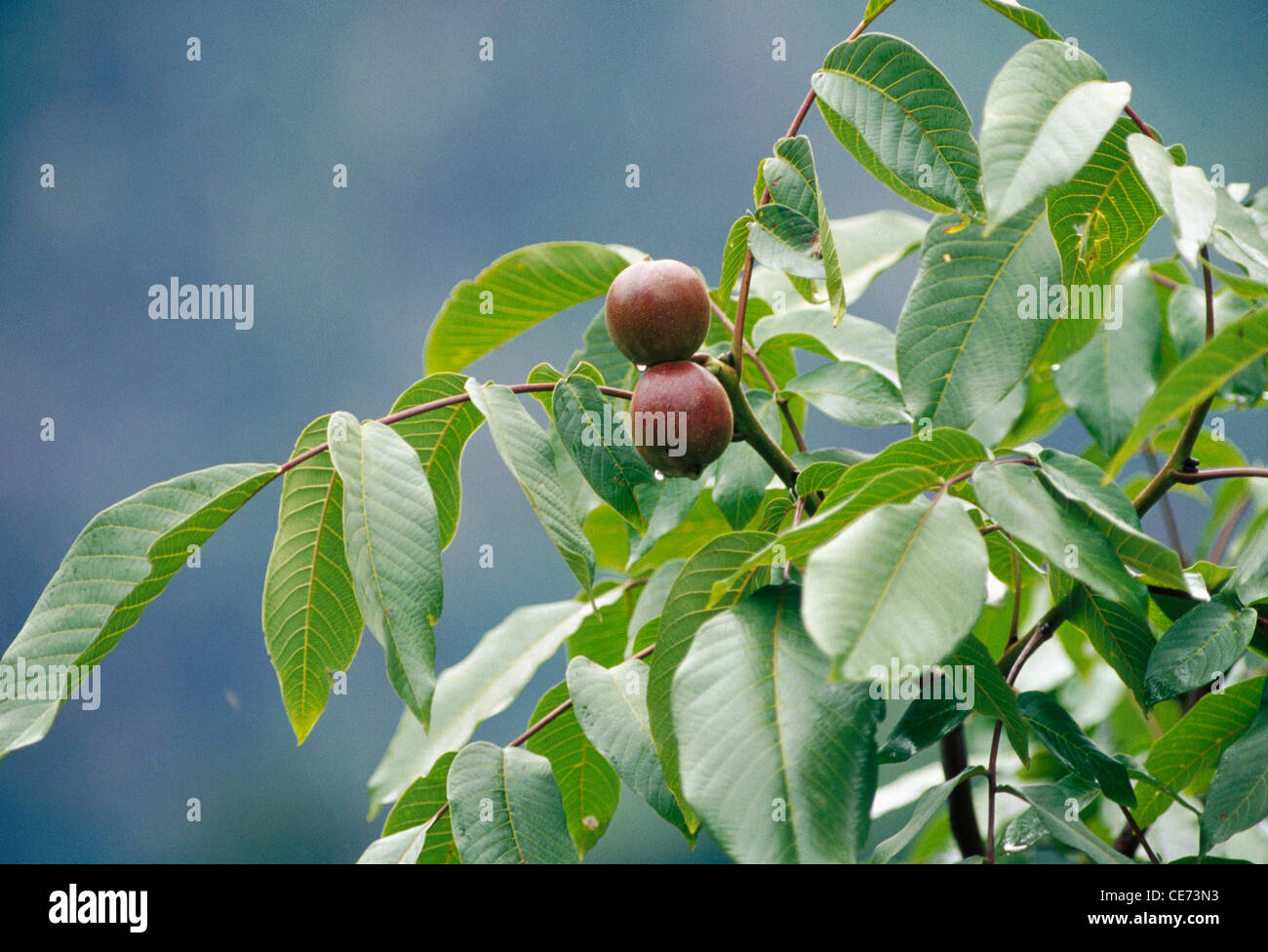 Walnuts growing on trees Stock Photo - Alamy
