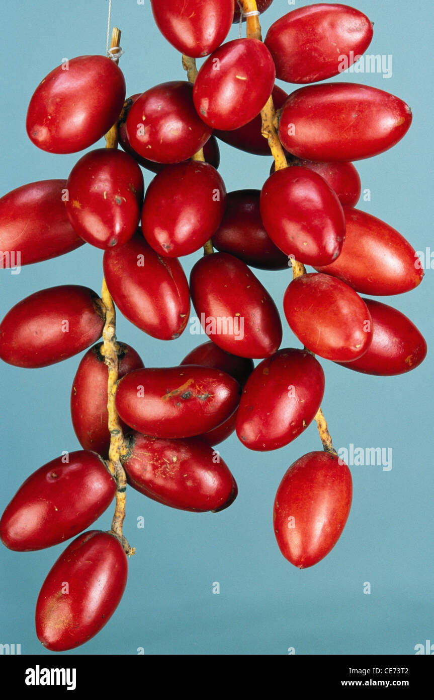 fresh palm tree fruit red dates ; Phoenix Sylvestris Roxb ; india ...