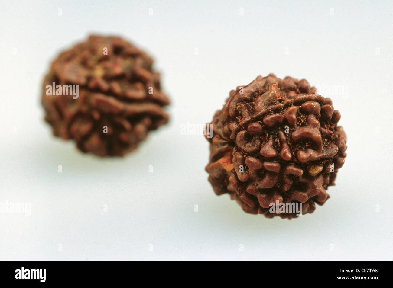 Rudraksha seed ; Elaeocarpus Ganitrus ; india ; asia Stock Photo - Alamy