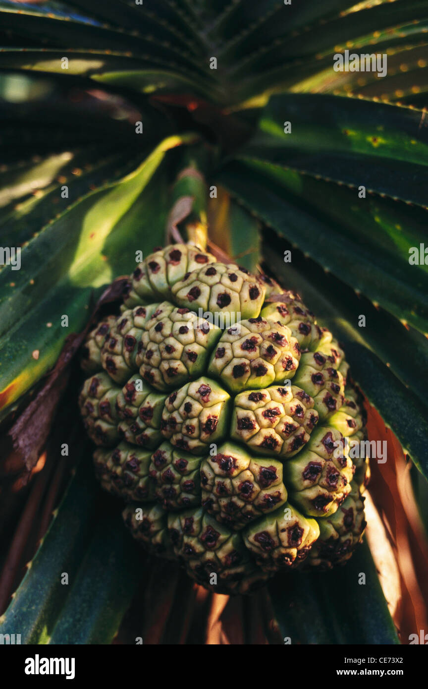 Kevada hi-res stock photography and images - Alamy